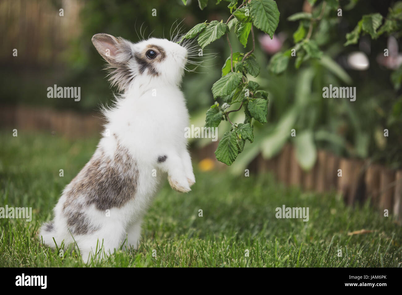 Curious rabbit sitting in the garden Stock Photo - Alamy