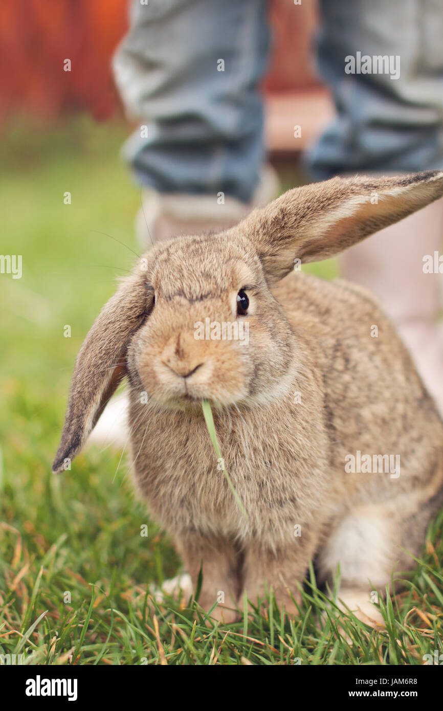 Rabbit eats grass Stock Photo - Alamy