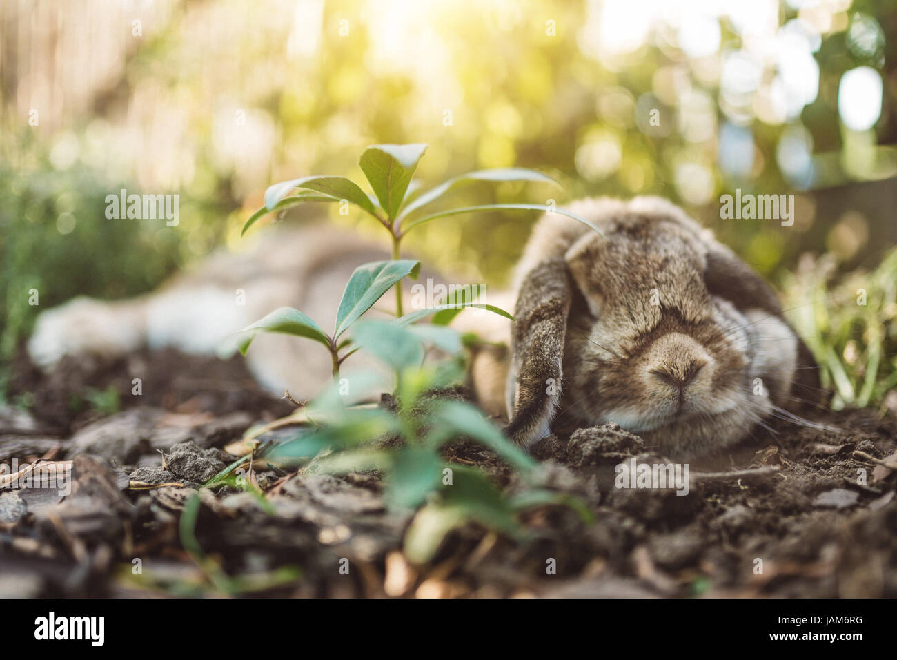 Rabbit in the garden Stock Photo - Alamy