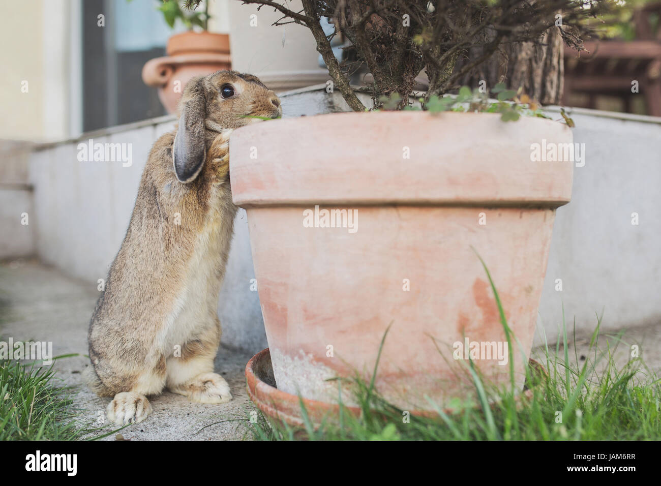 Curious Rabbit High Resolution Stock Photography and Images - Alamy