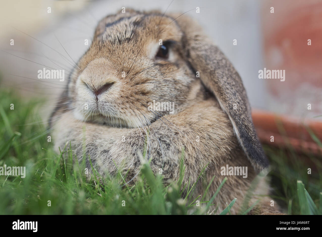 Rabbit in grass Stock Photo - Alamy