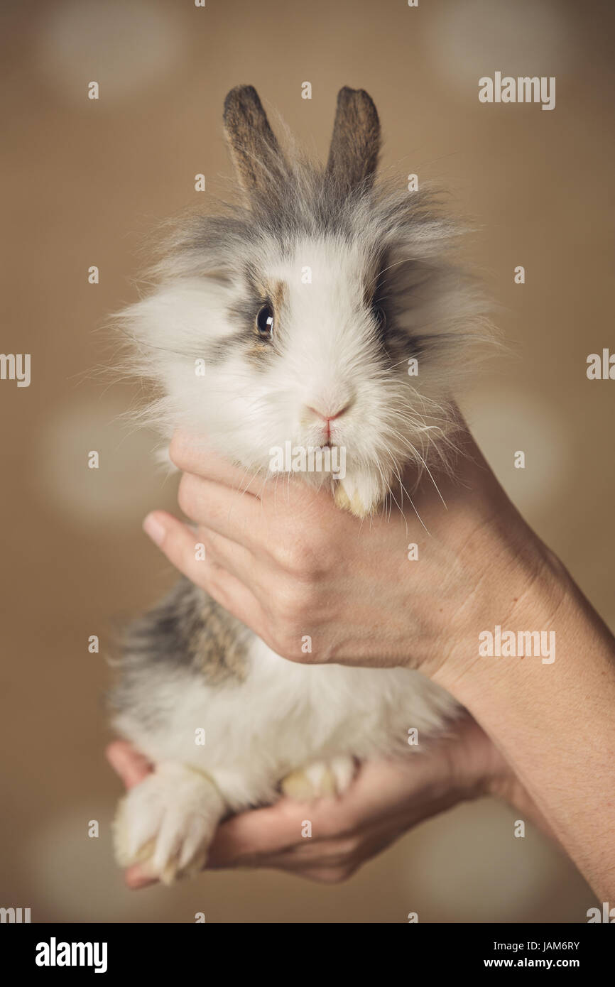 Little rabbit in hands Stock Photo - Alamy