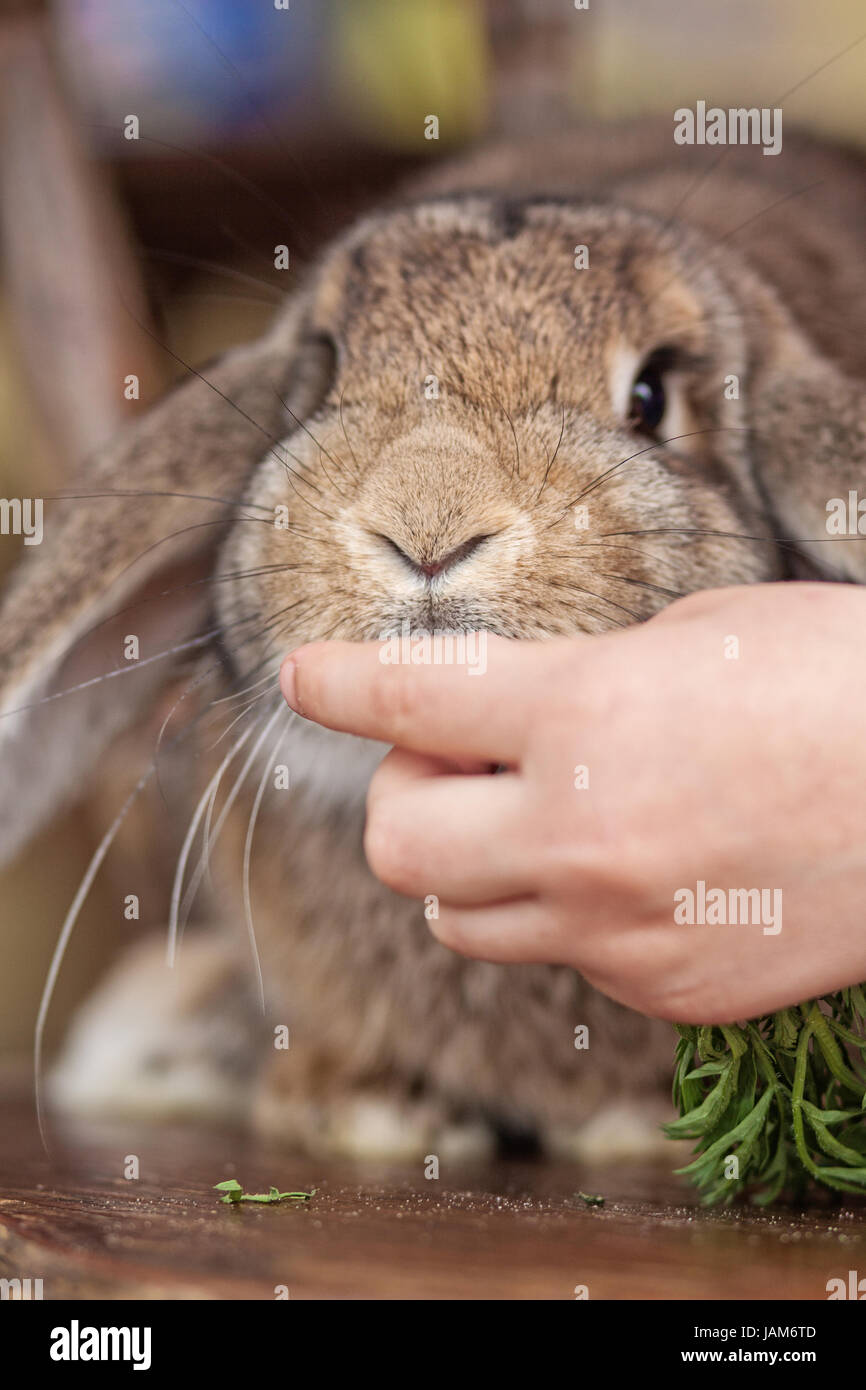 Rabbit eats grass Stock Photo - Alamy