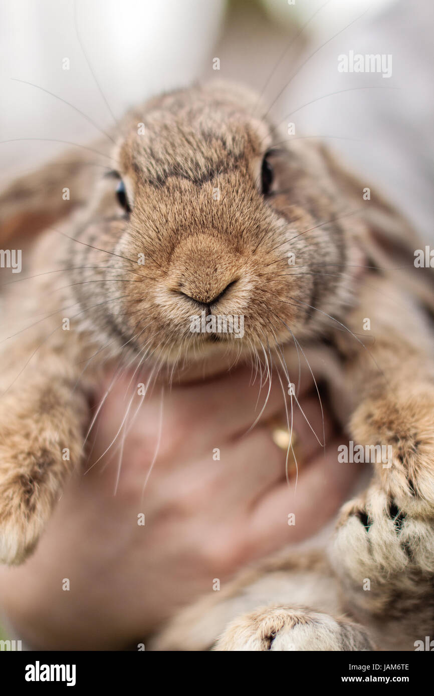 Rabbit in hands Stock Photo - Alamy