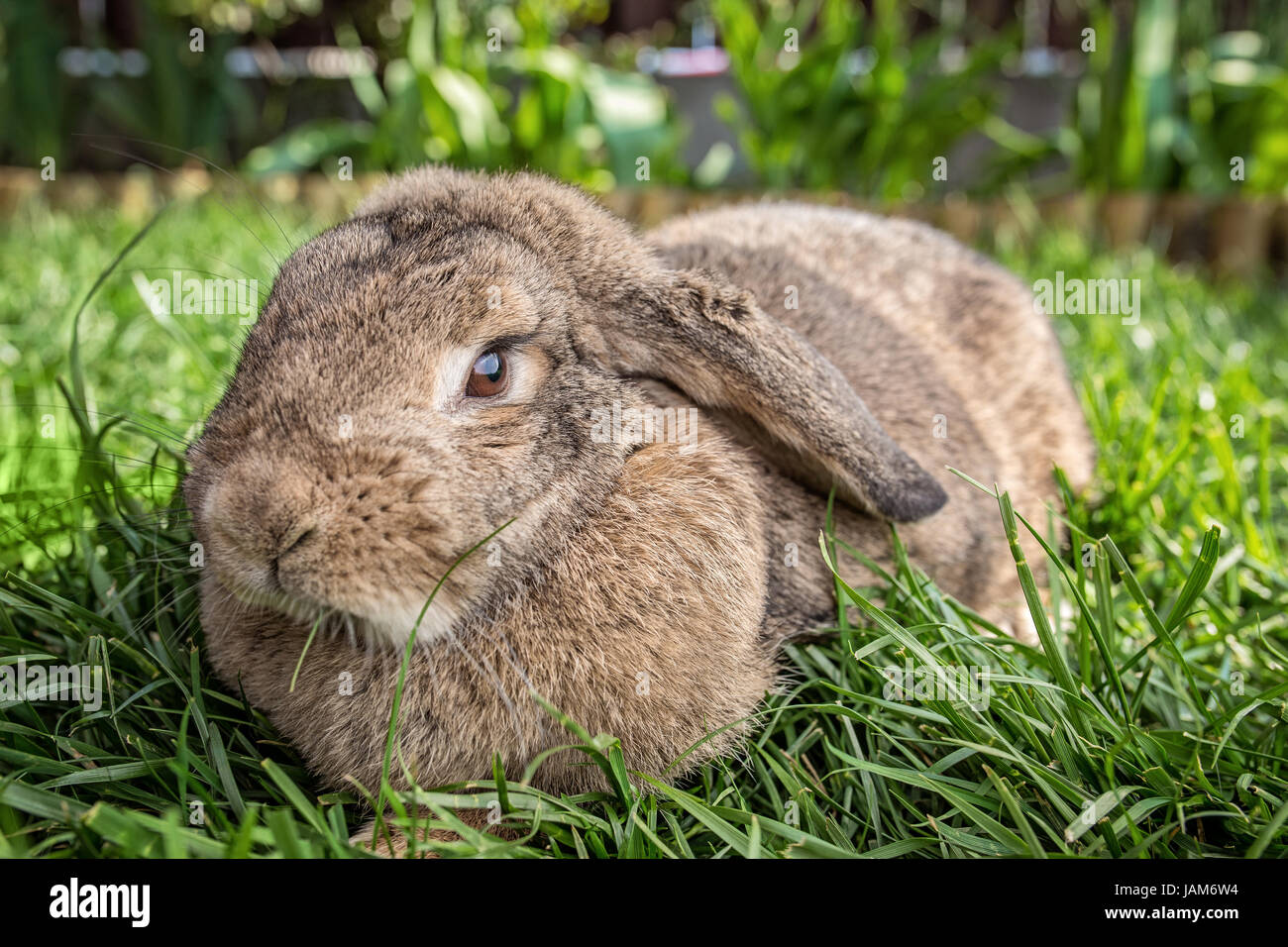 Bunny sitting in the garden Stock Photo - Alamy
