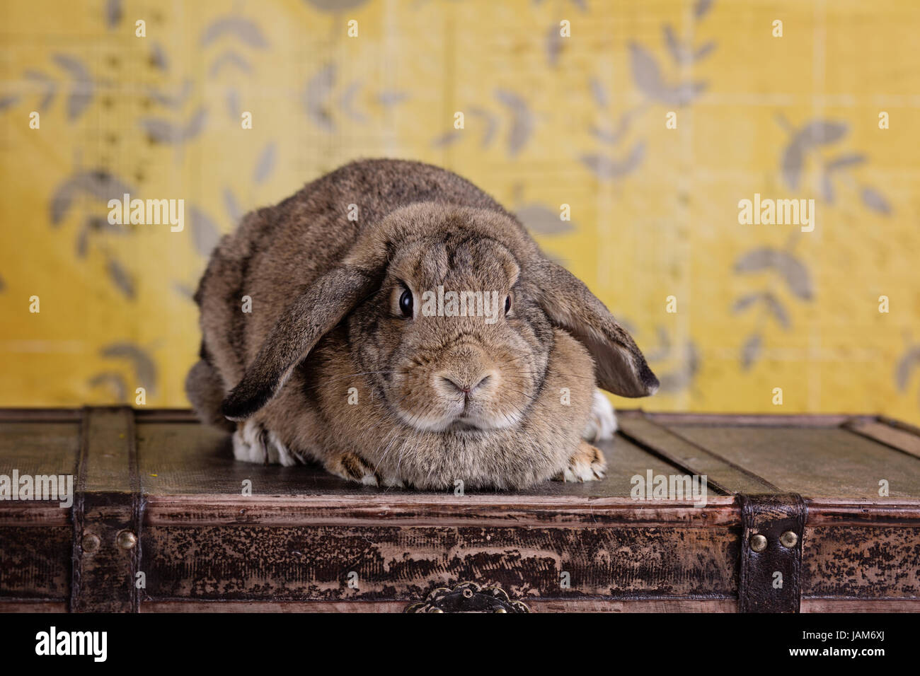 Rabbit on the box Stock Photo - Alamy