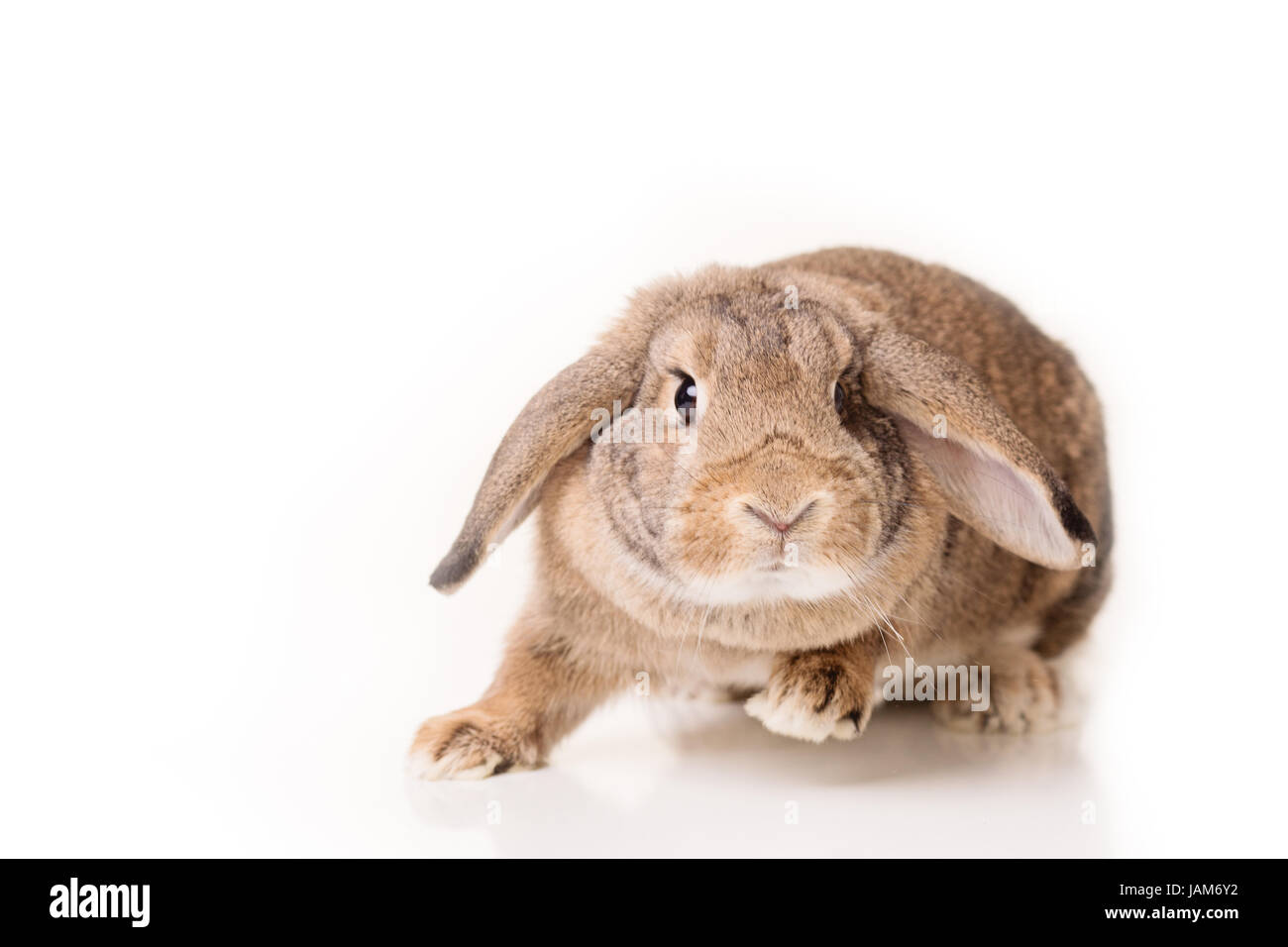 Rabbit on isolated white background Stock Photo - Alamy