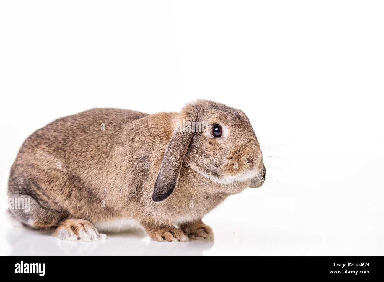 Rabbit on isolated white background Stock Photo - Alamy