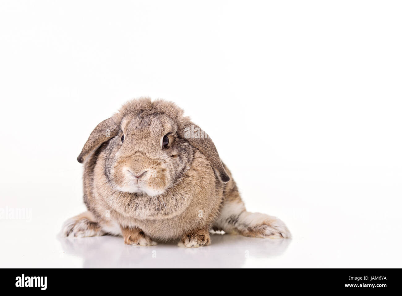 Rabbit on isolated white background Stock Photo - Alamy