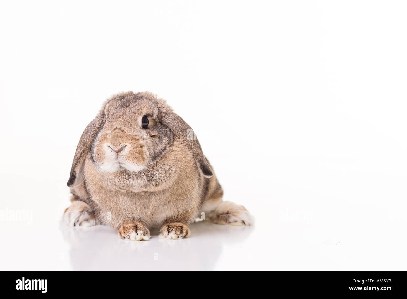 Rabbit on isolated white background Stock Photo - Alamy