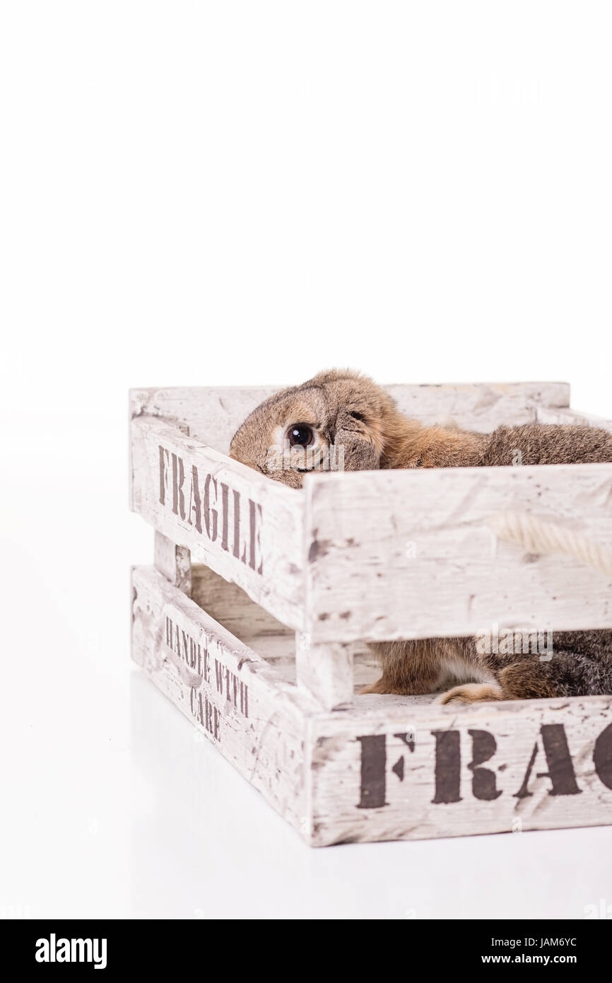 Rabbit on isolated white background Stock Photo - Alamy