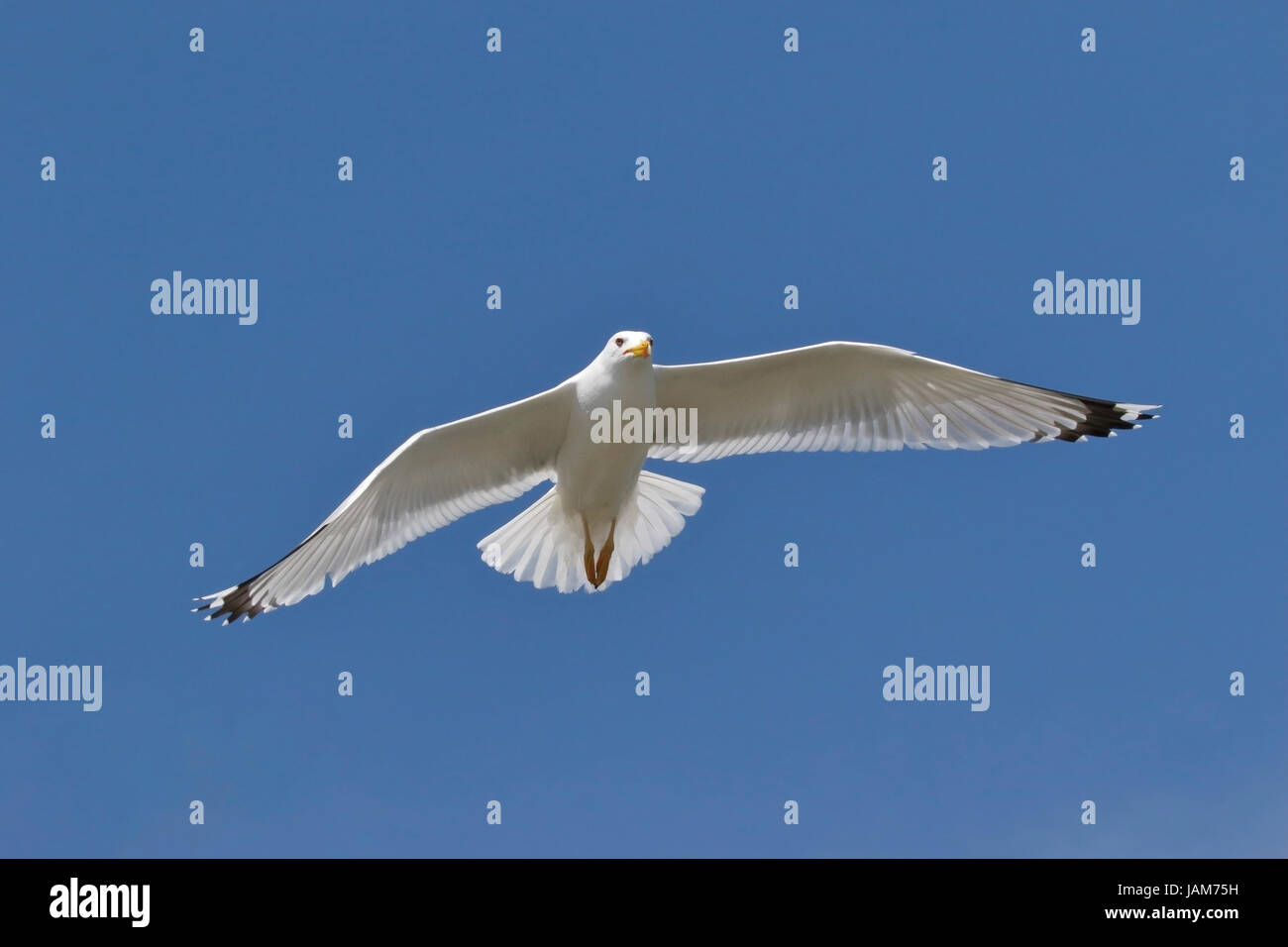 Sea gulls danube delta hi-res stock photography and images - Alamy
