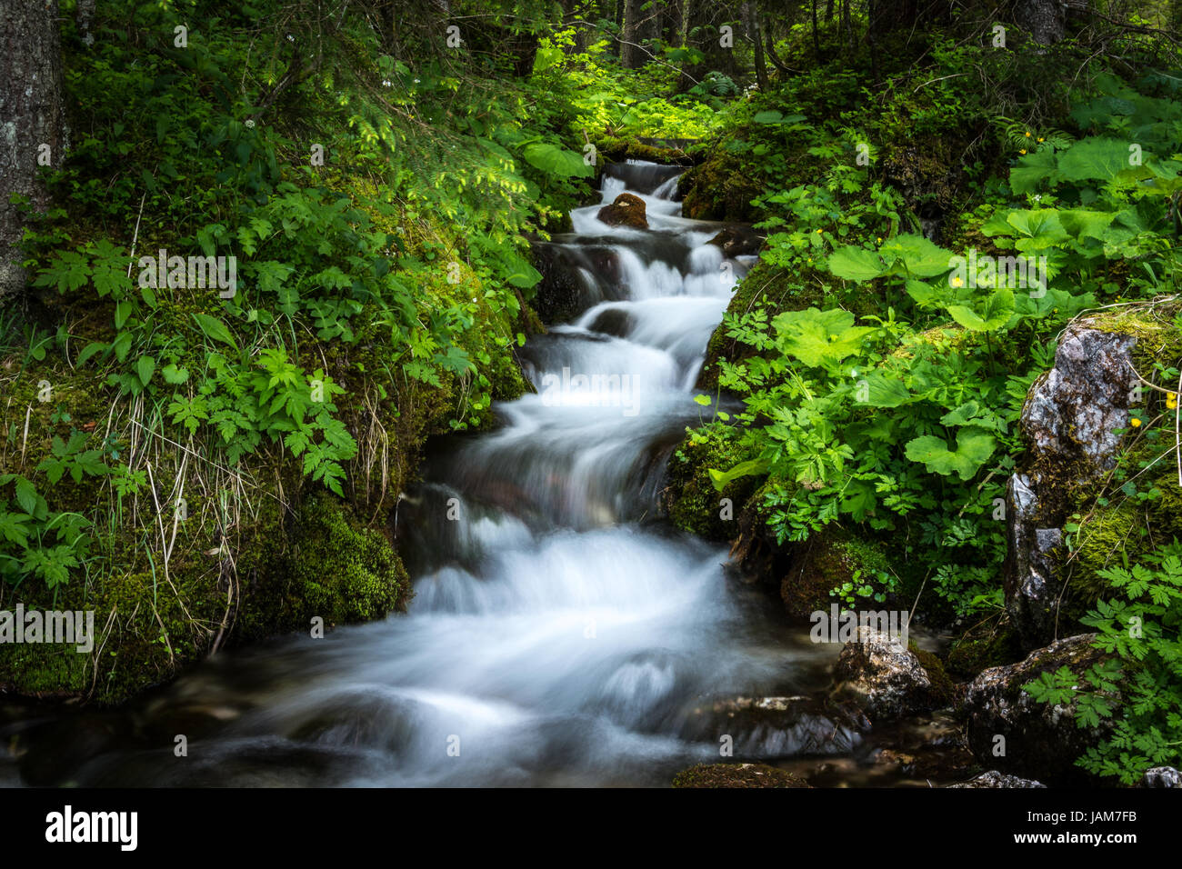 Cascades in a forest in Austria Stock Photo - Alamy