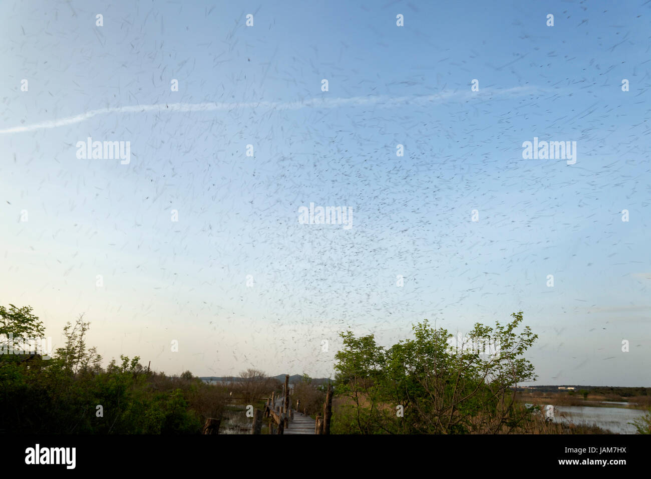 Insects swarming in the twillight on the alek called Vransko jezero in ...