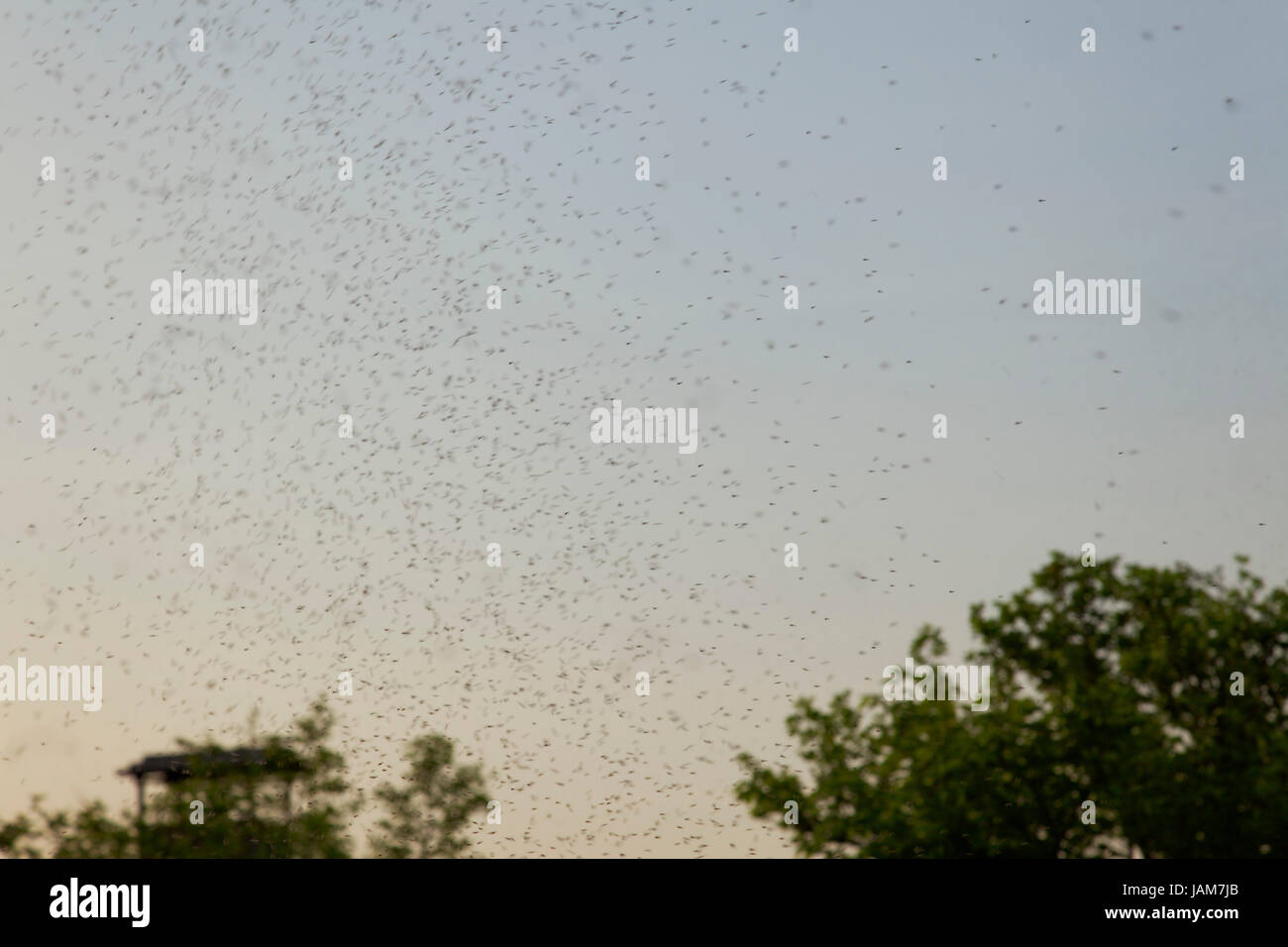 Swarming insects hi-res stock photography and images - Alamy