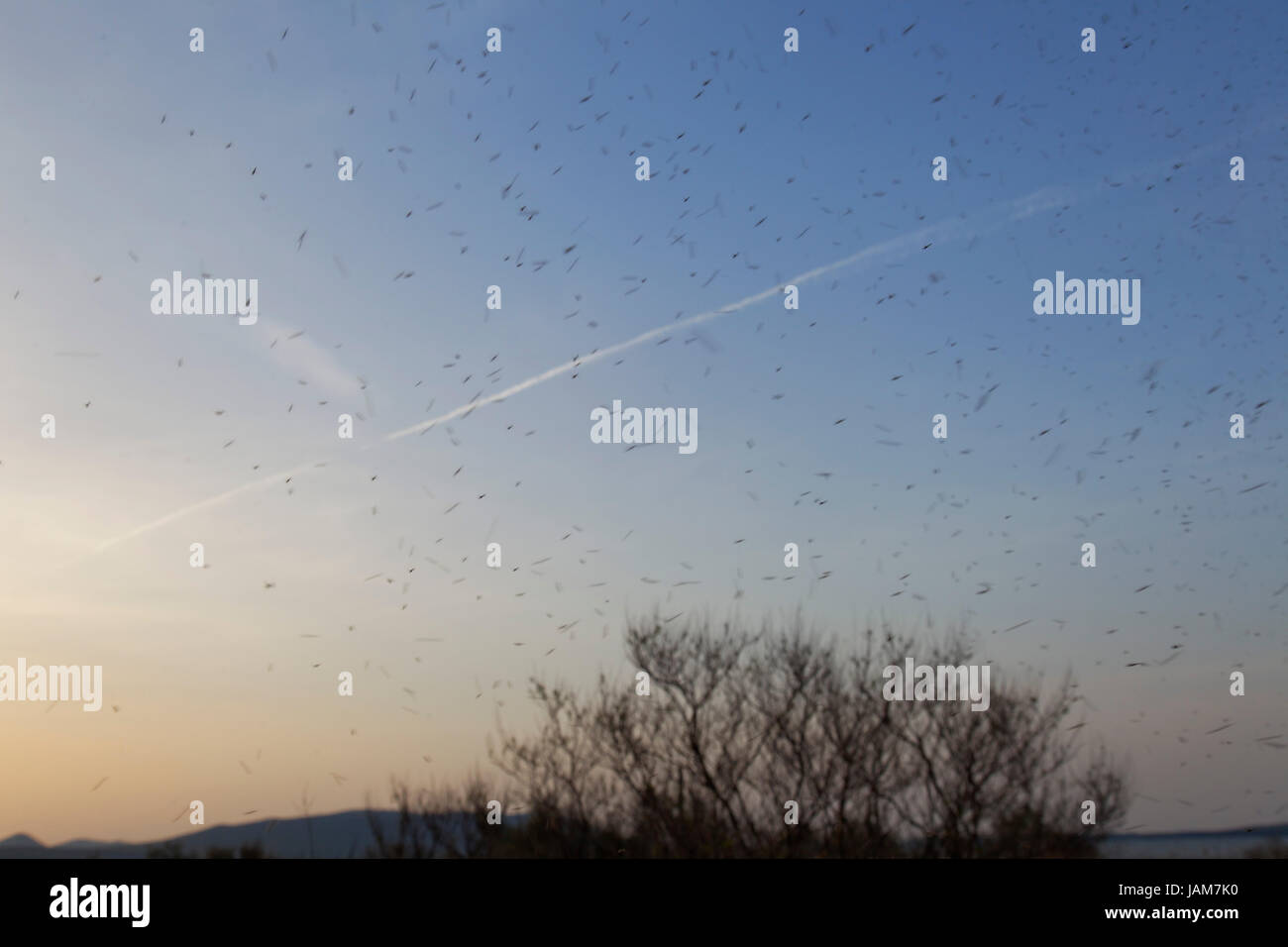 Swarming insect hi-res stock photography and images - Alamy