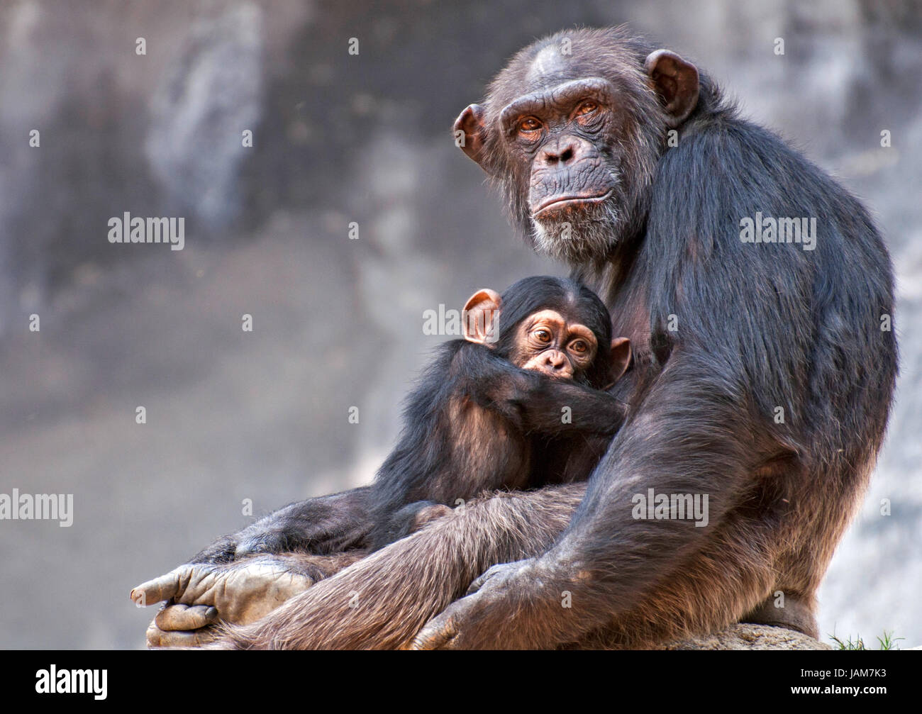 Funny chimpanzee photo hi-res stock photography and images - Alamy