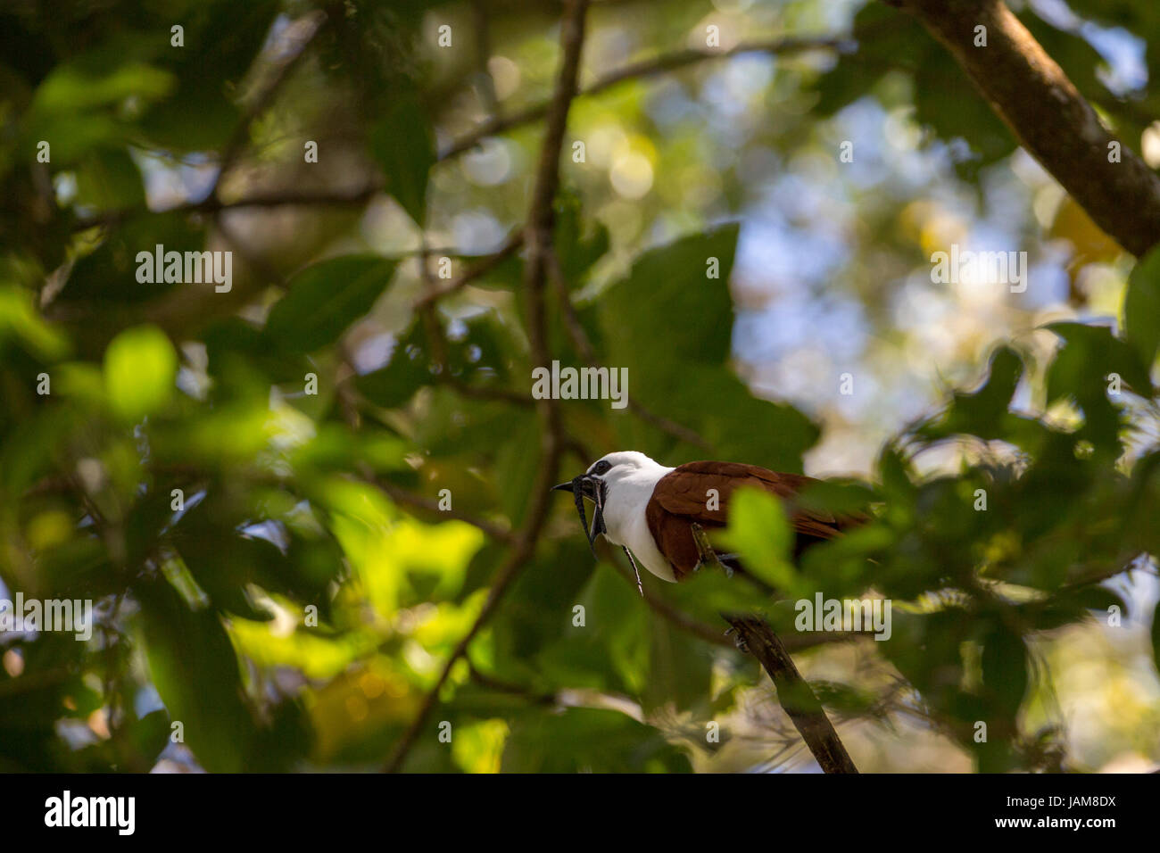 The three-wattled bellbird is a Central American migratory bird Stock ...