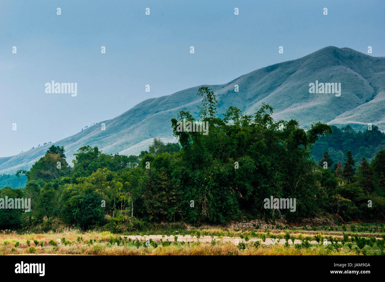 Tree background scenery hi-res stock photography and images - Alamy