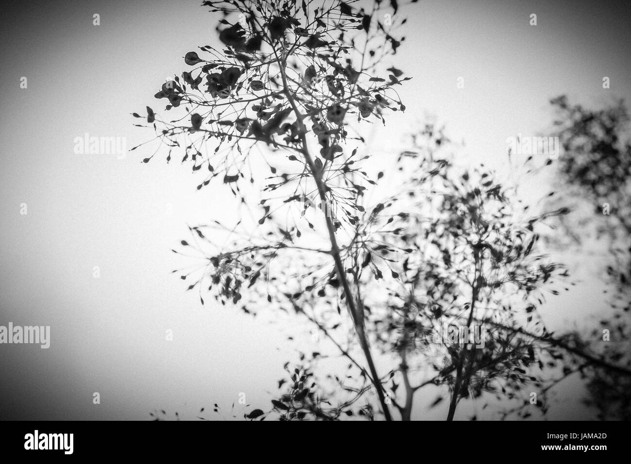 B/W Flowers in the Summer, Caversham Court Gardens Stock Photo - Alamy