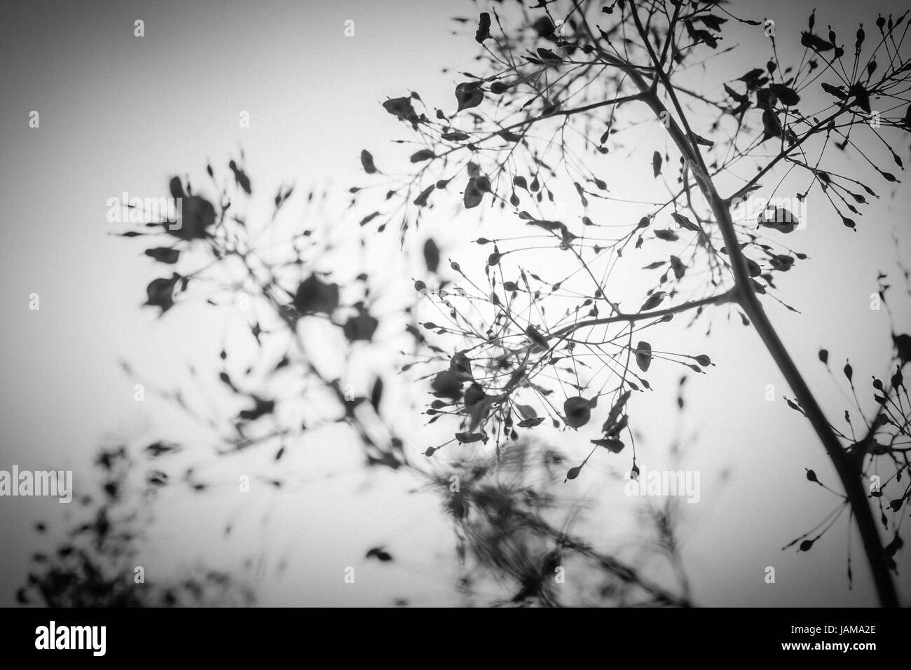 B/W Flowers in the Summer, Caversham Court Gardens Stock Photo - Alamy