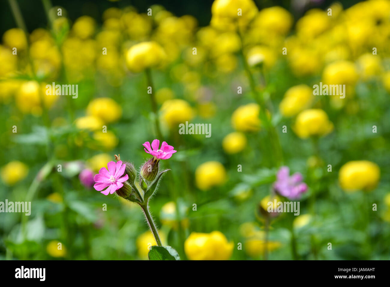 Pink alpine flowers hi-res stock photography and images - Alamy