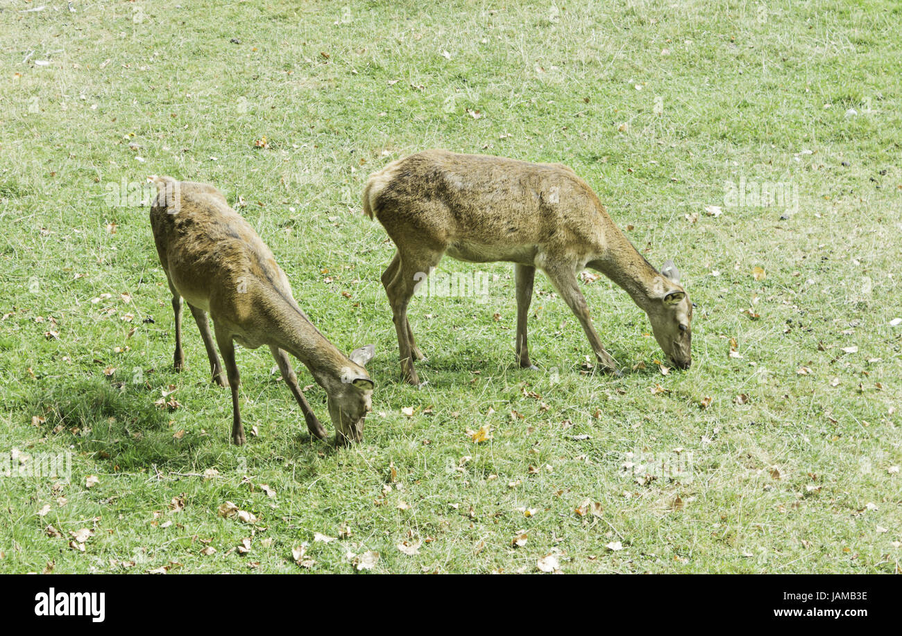 Deer in outdoor nature, wild animals, freedom Stock Photo - Alamy