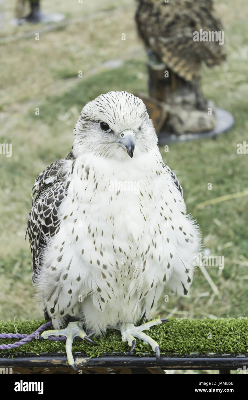 Raptor white falcon hunting small animals Stock Photo - Alamy