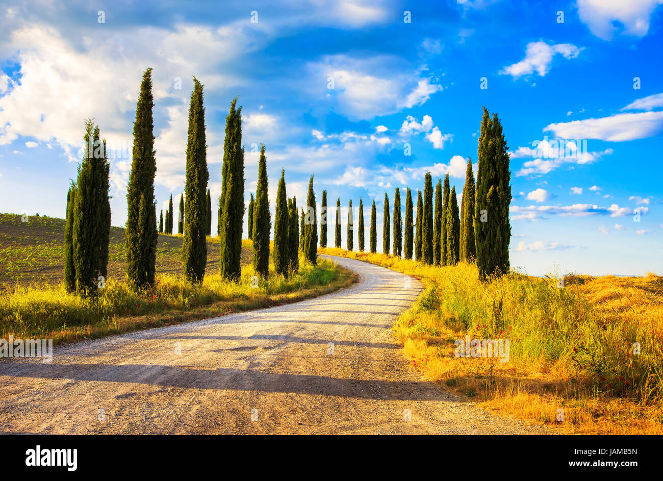 Cypress trees rows white hi-res stock photography and images - Alamy