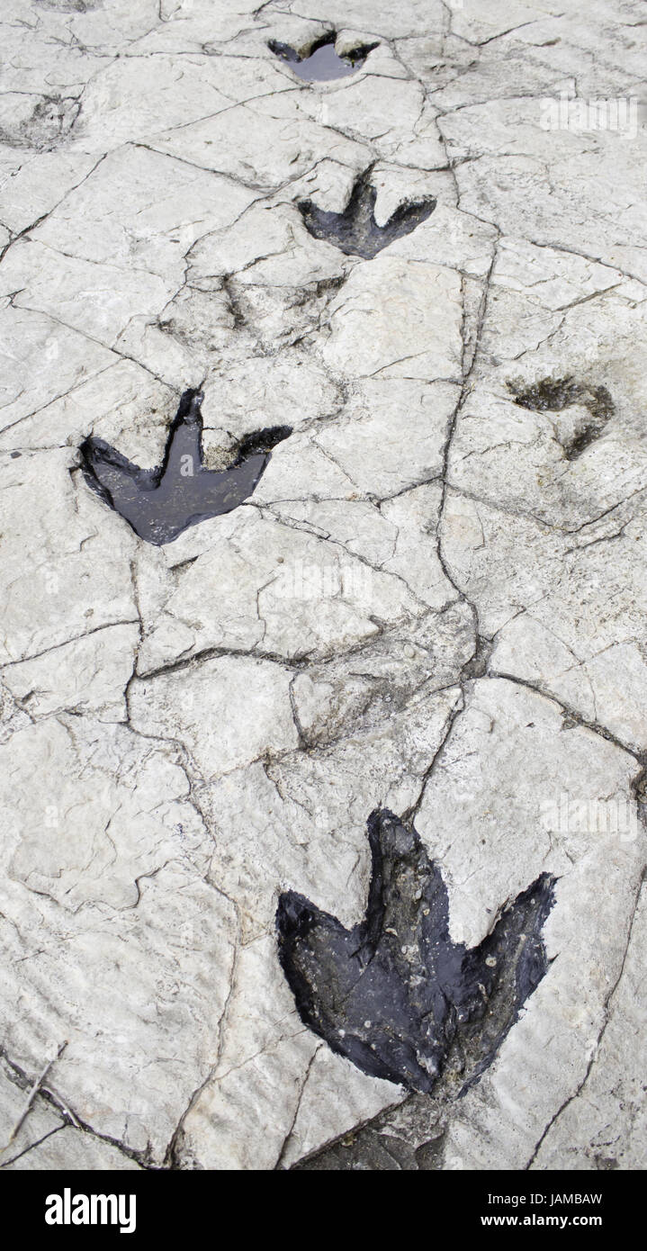 Dinosaur Footprints in stone on rock, civilization and history Stock ...