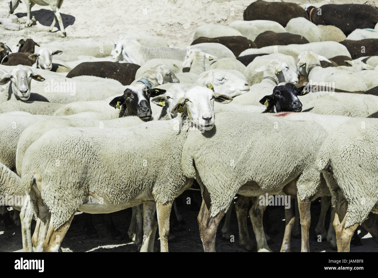 Sheep on farm looking and together, animals and nature Stock Photo - Alamy