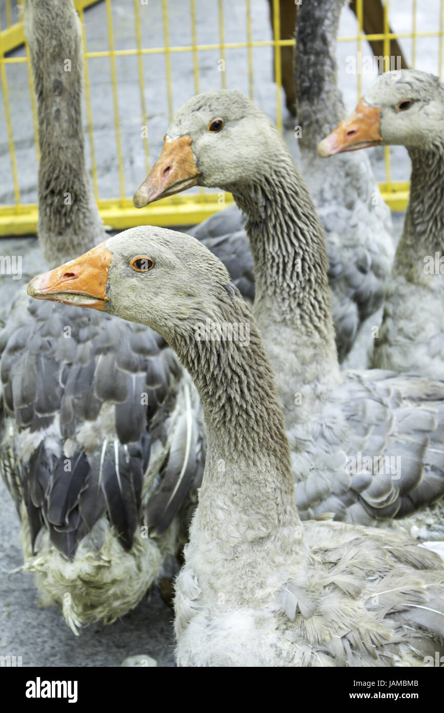 Geese in medieval fair poultry, wild animals and nature Stock Photo - Alamy
