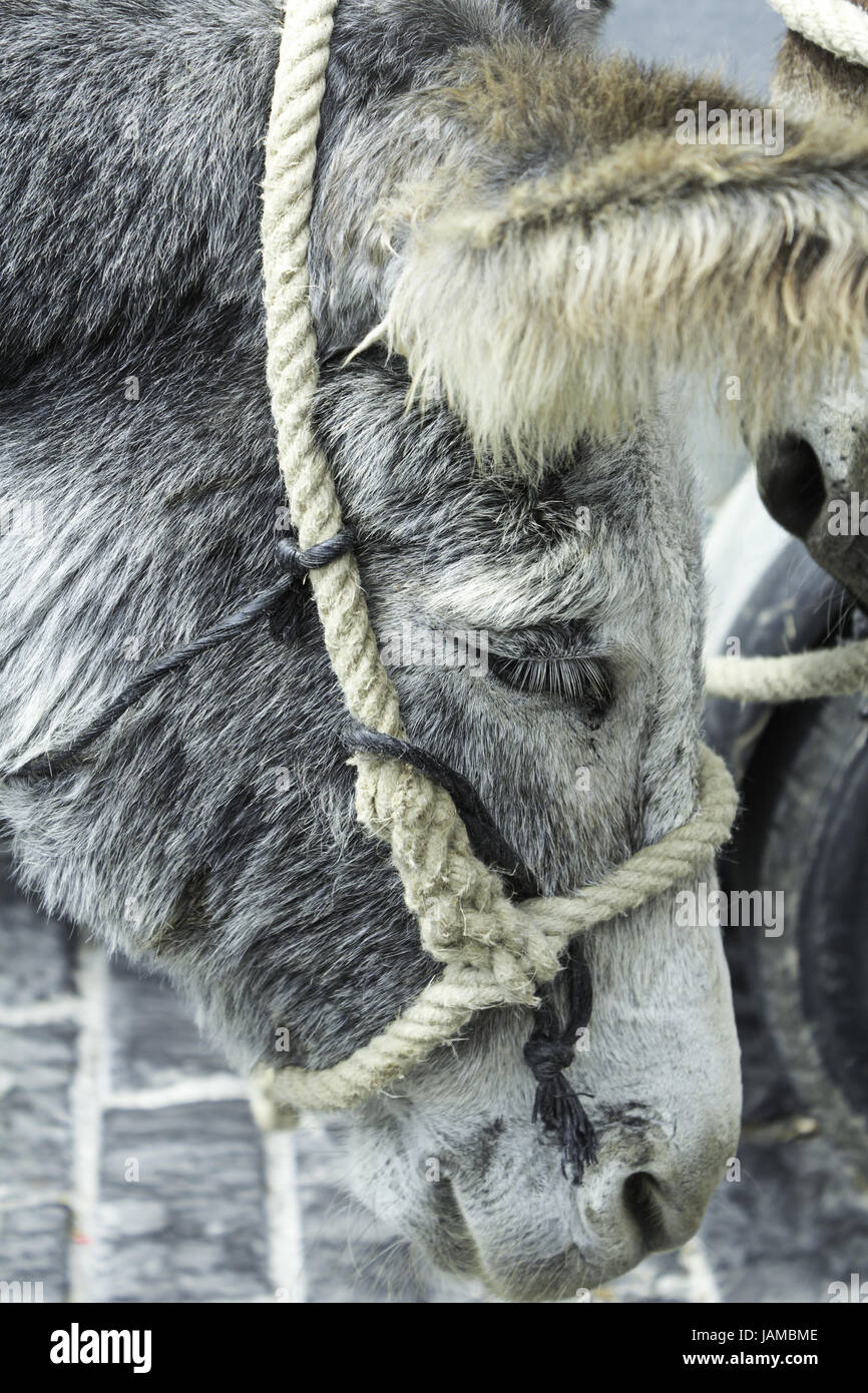 Donkey face hi-res stock photography and images - Alamy