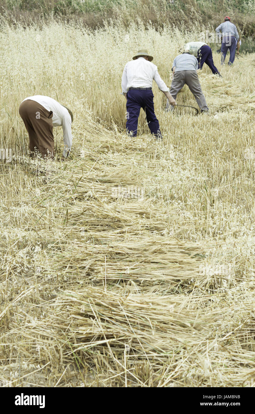 Farmers reaping wheat and corn in the field, agriculture Stock Photo ...