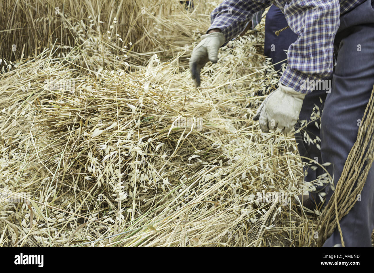Farmers reaping wheat and corn in the field, agriculture Stock Photo ...