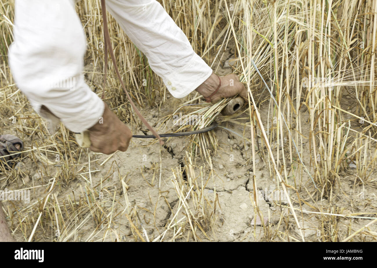 Farmers reaping wheat and corn in the field, agriculture Stock Photo ...