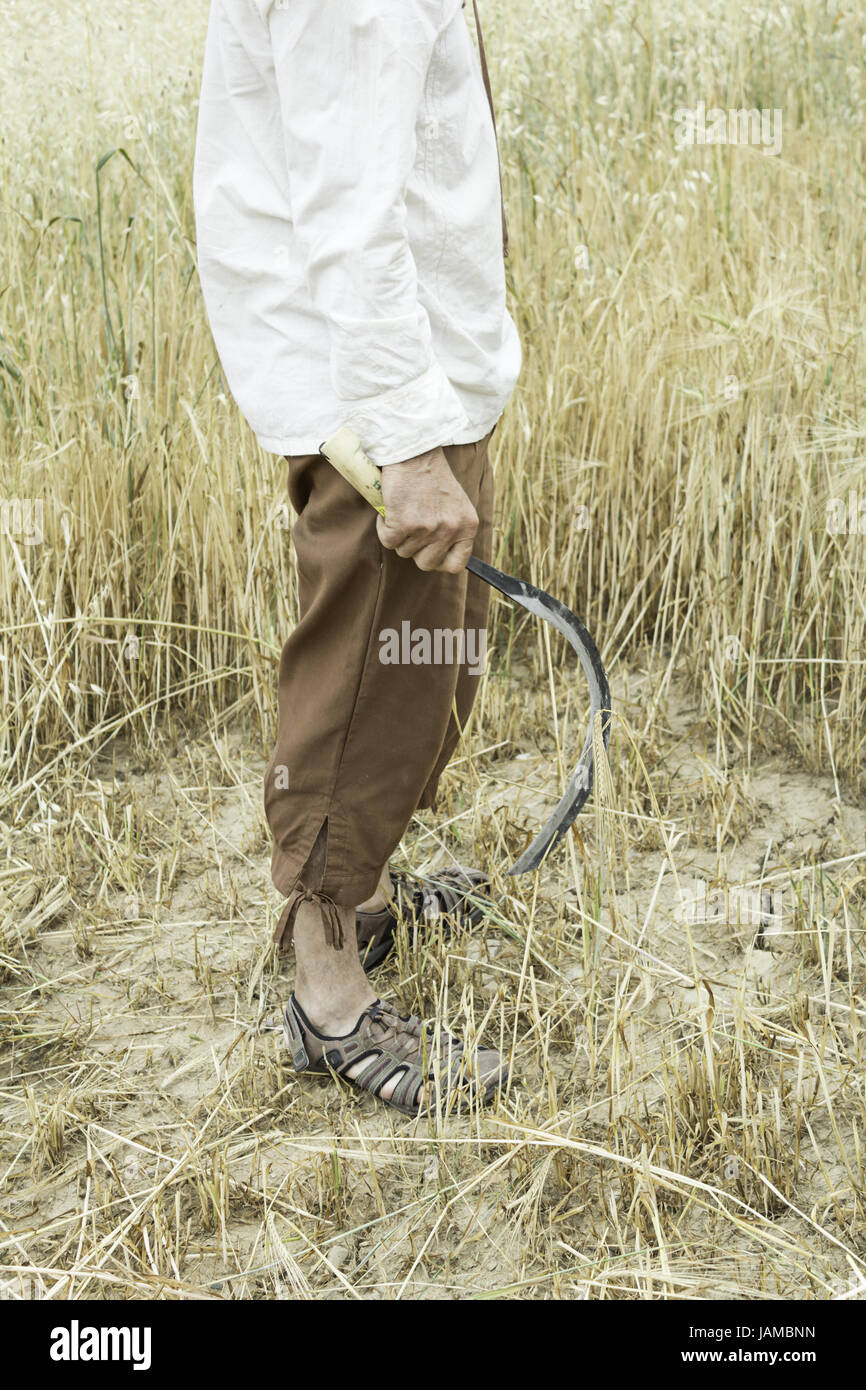 Farmers reaping wheat and corn in the field, agriculture Stock Photo ...