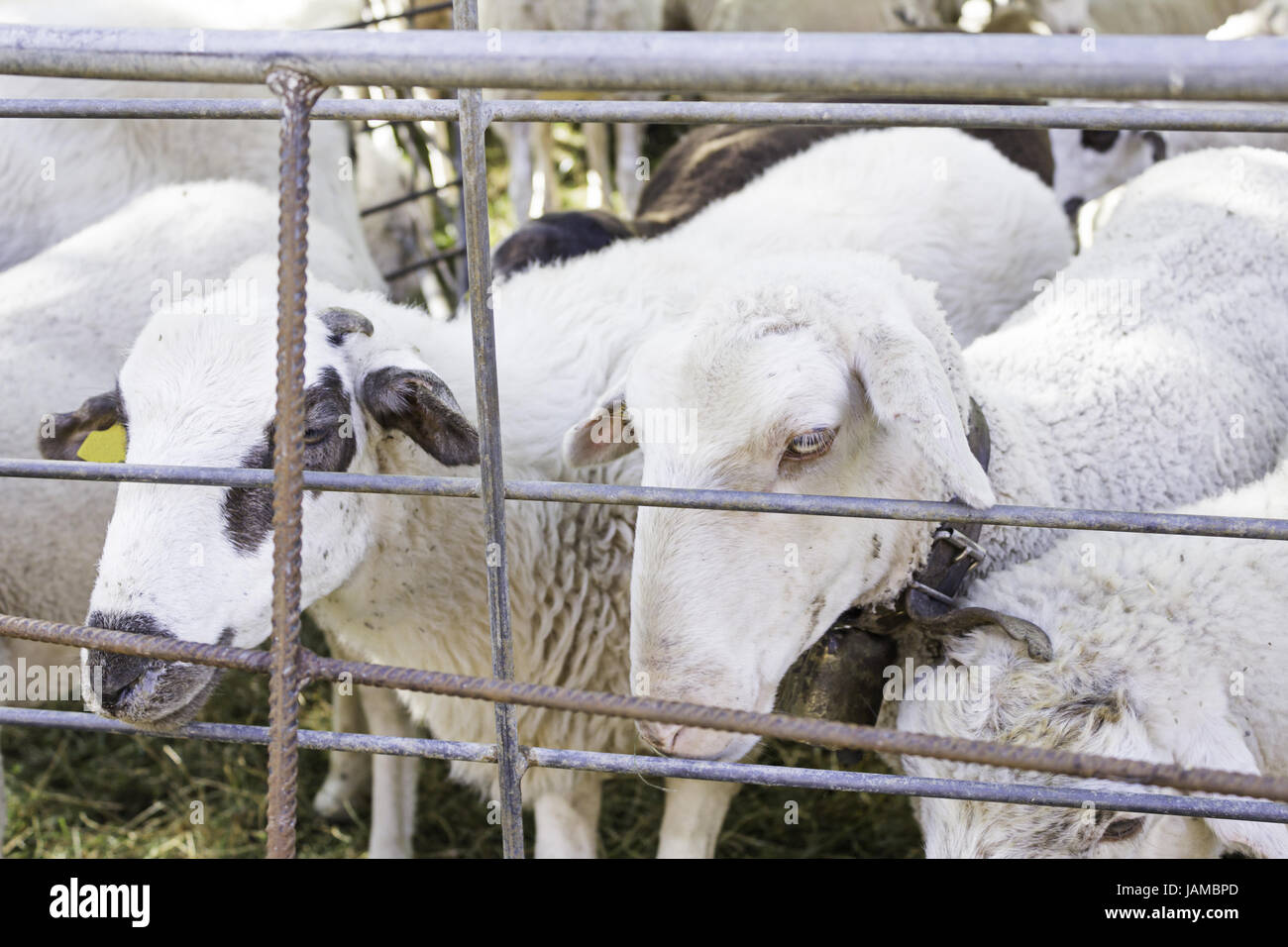 Sheep enclosed in agricultural farm, animals and nature Stock Photo - Alamy