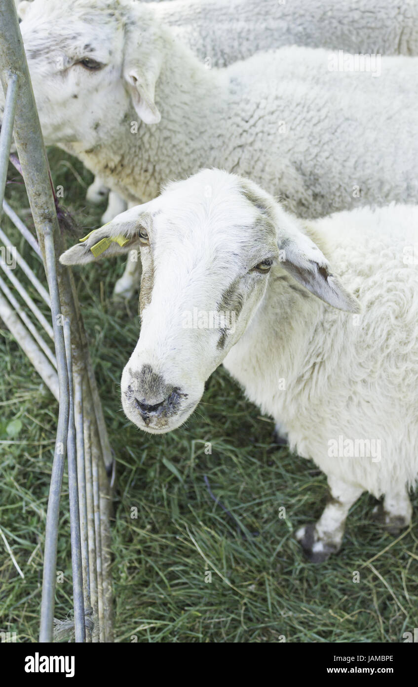 Sheep enclosed in agricultural farm, animals and nature Stock Photo - Alamy