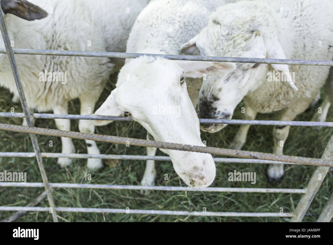 Sheep enclosed in agricultural farm, animals and nature Stock Photo - Alamy