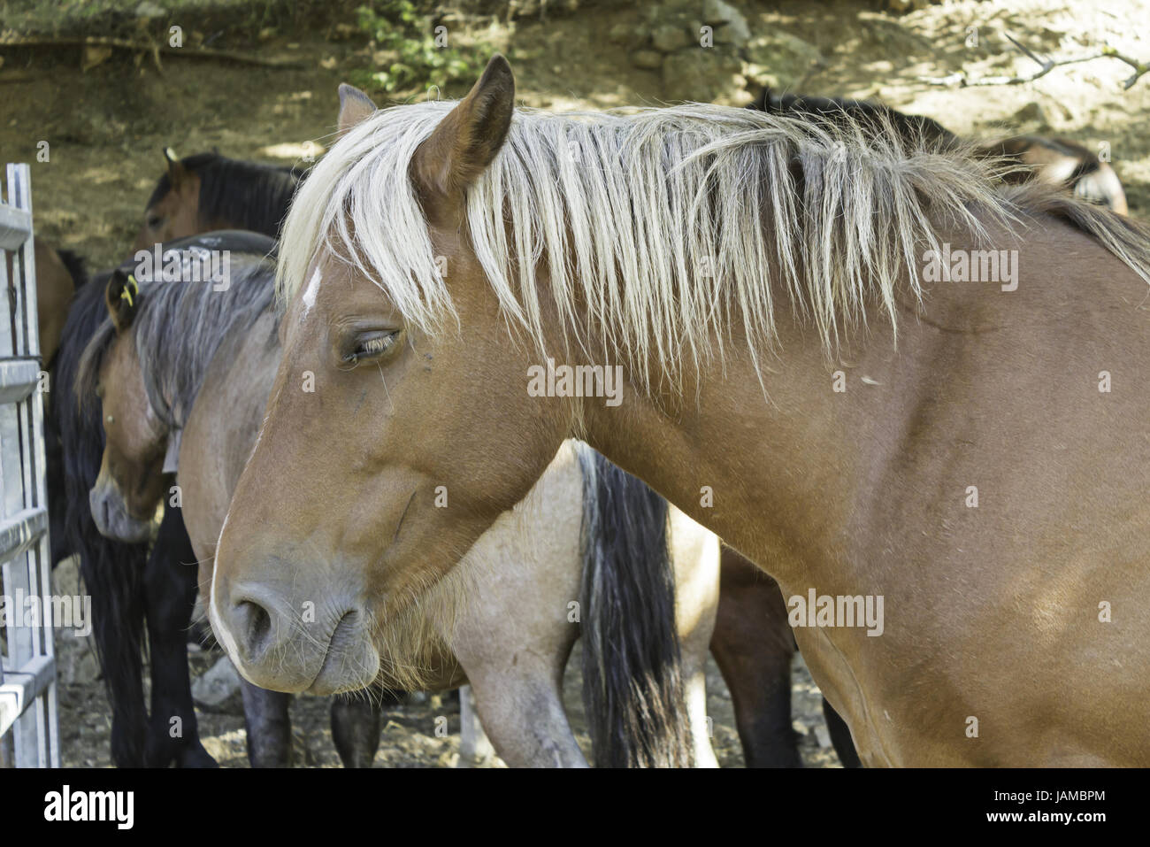 Block stallions in livestock, animals and nature Stock Photo - Alamy