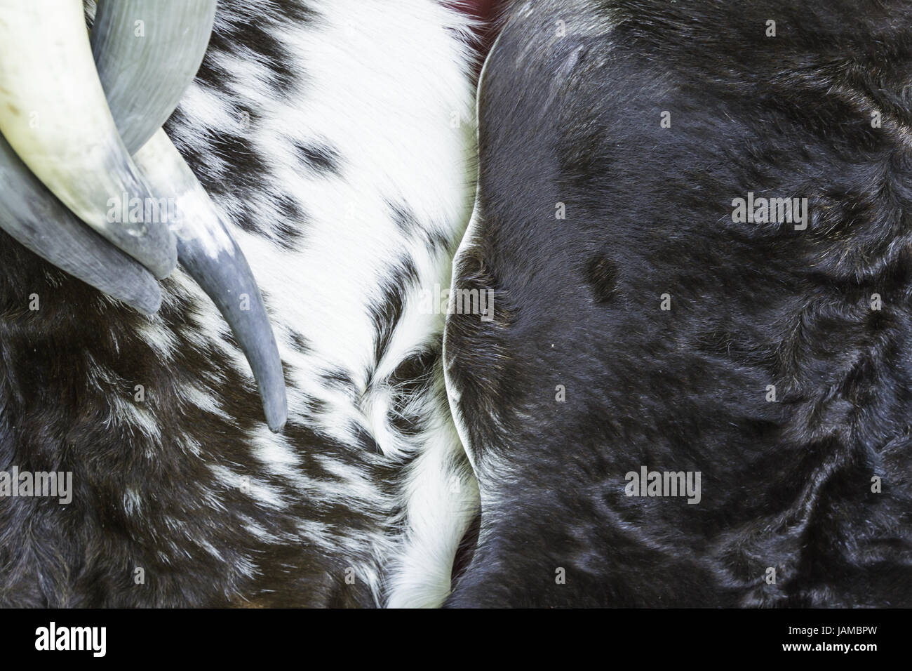 Cow skin black white organic trade, animals Stock Photo - Alamy