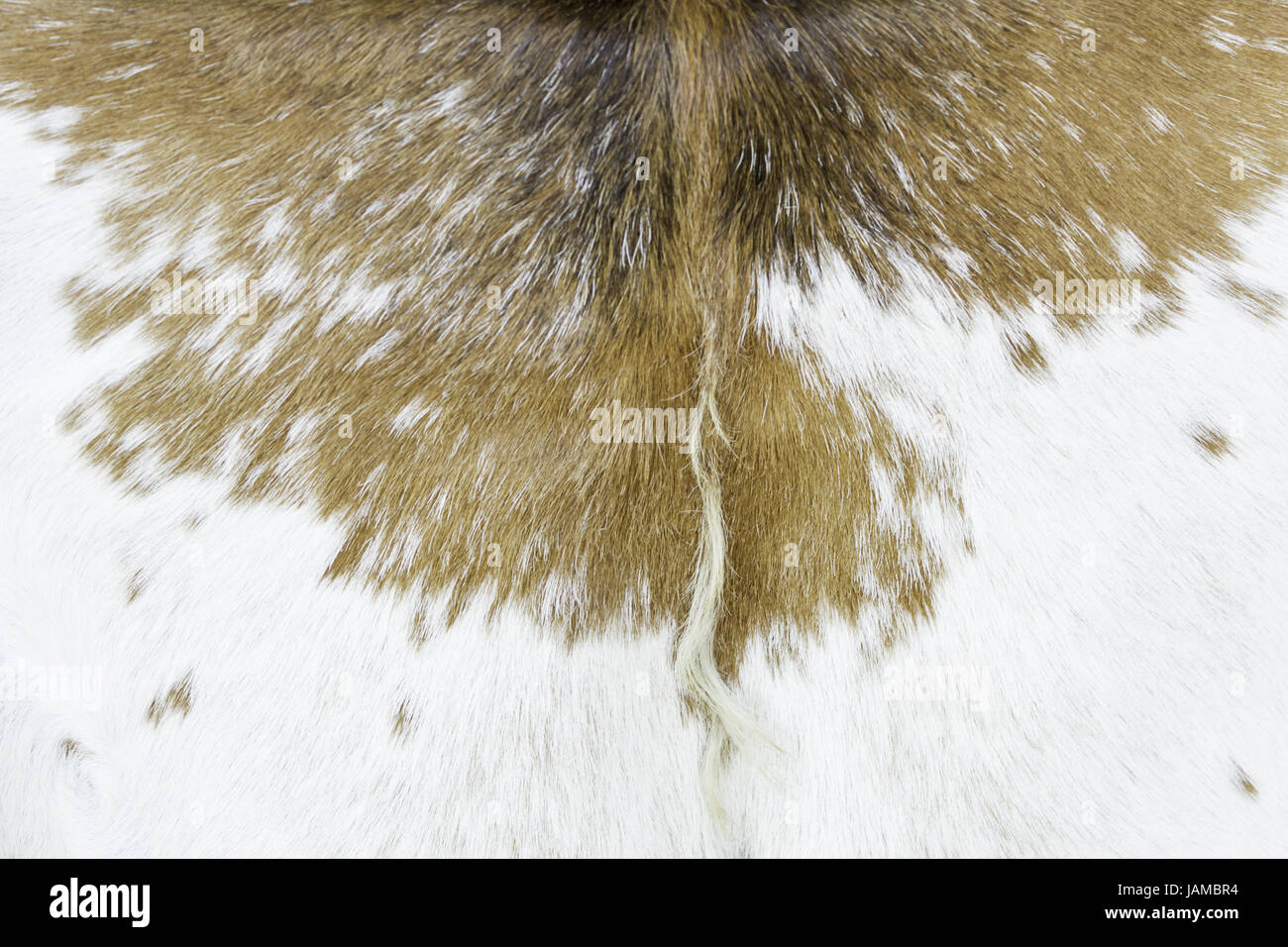 Goat hair texture hi-res stock photography and images - Alamy