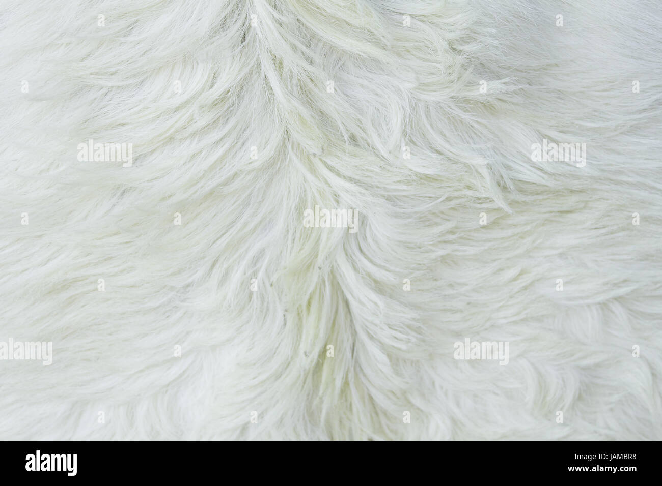 Sheep wool organic animal skin, trade and sale Stock Photo - Alamy