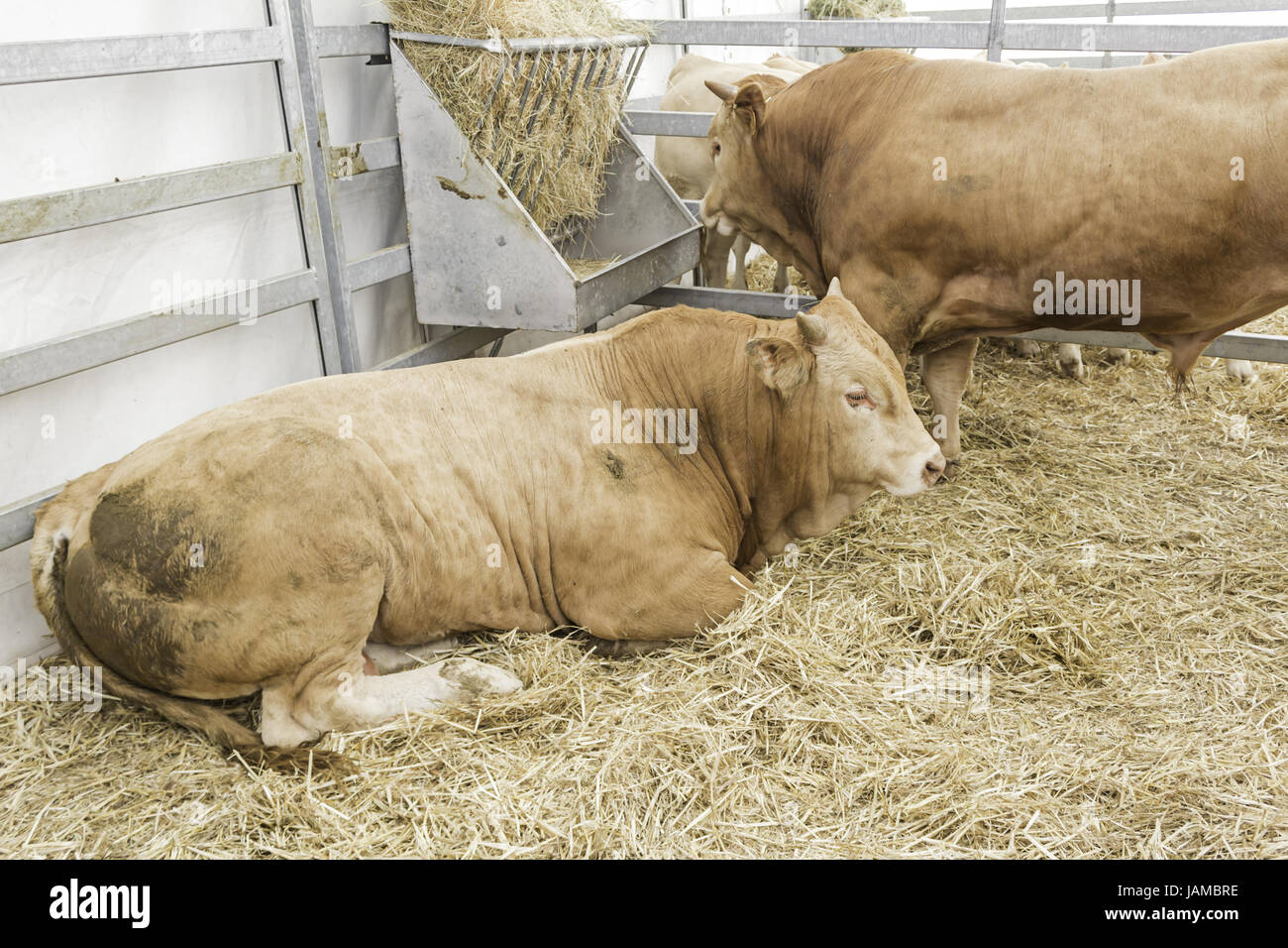 Farm cows in farm animals, nature and agriculture Stock Photo - Alamy