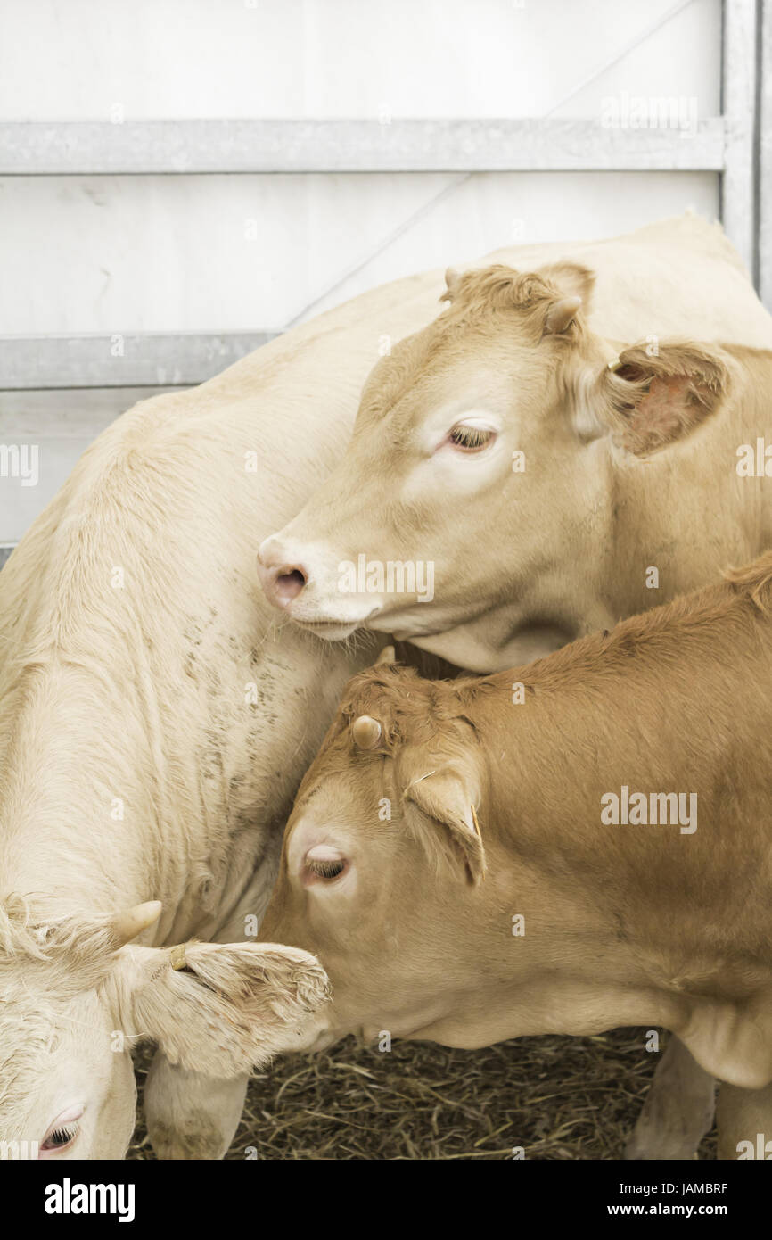 Farm cows in farm animals, nature and agriculture Stock Photo - Alamy