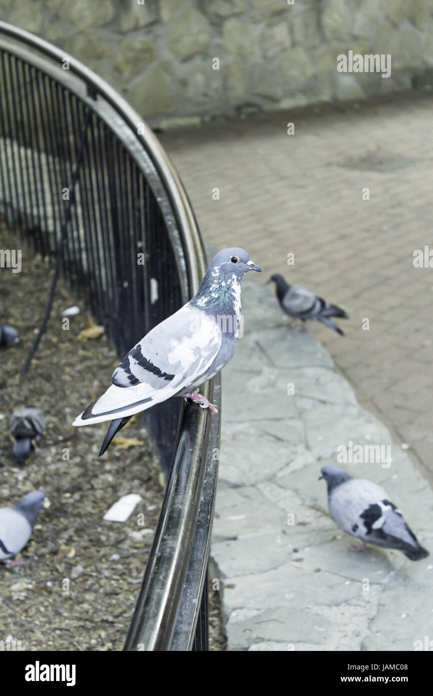 Dove in park railing resting, animals and nature Stock Photo - Alamy