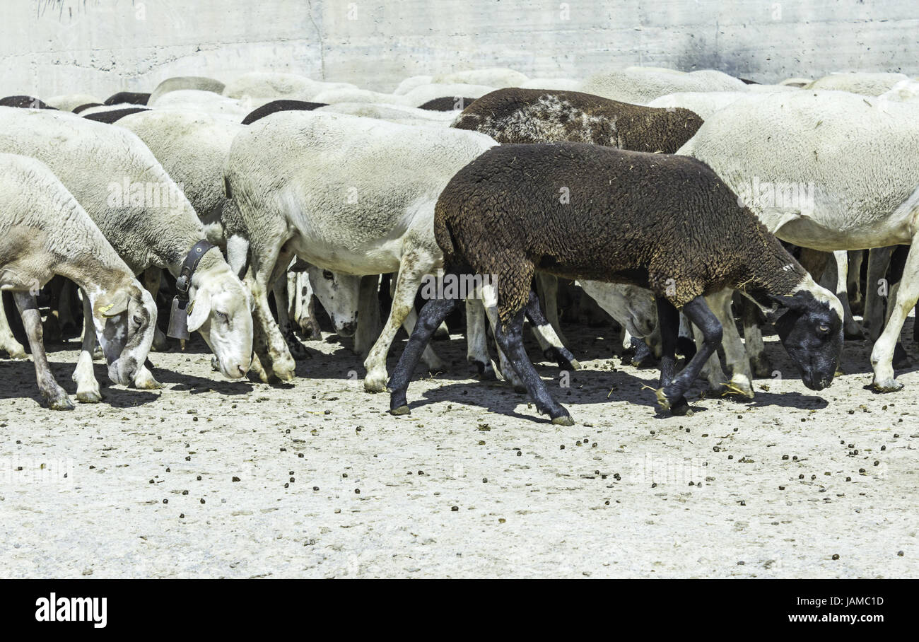 Flock of sheep in farm field, animals and nature Stock Photo - Alamy