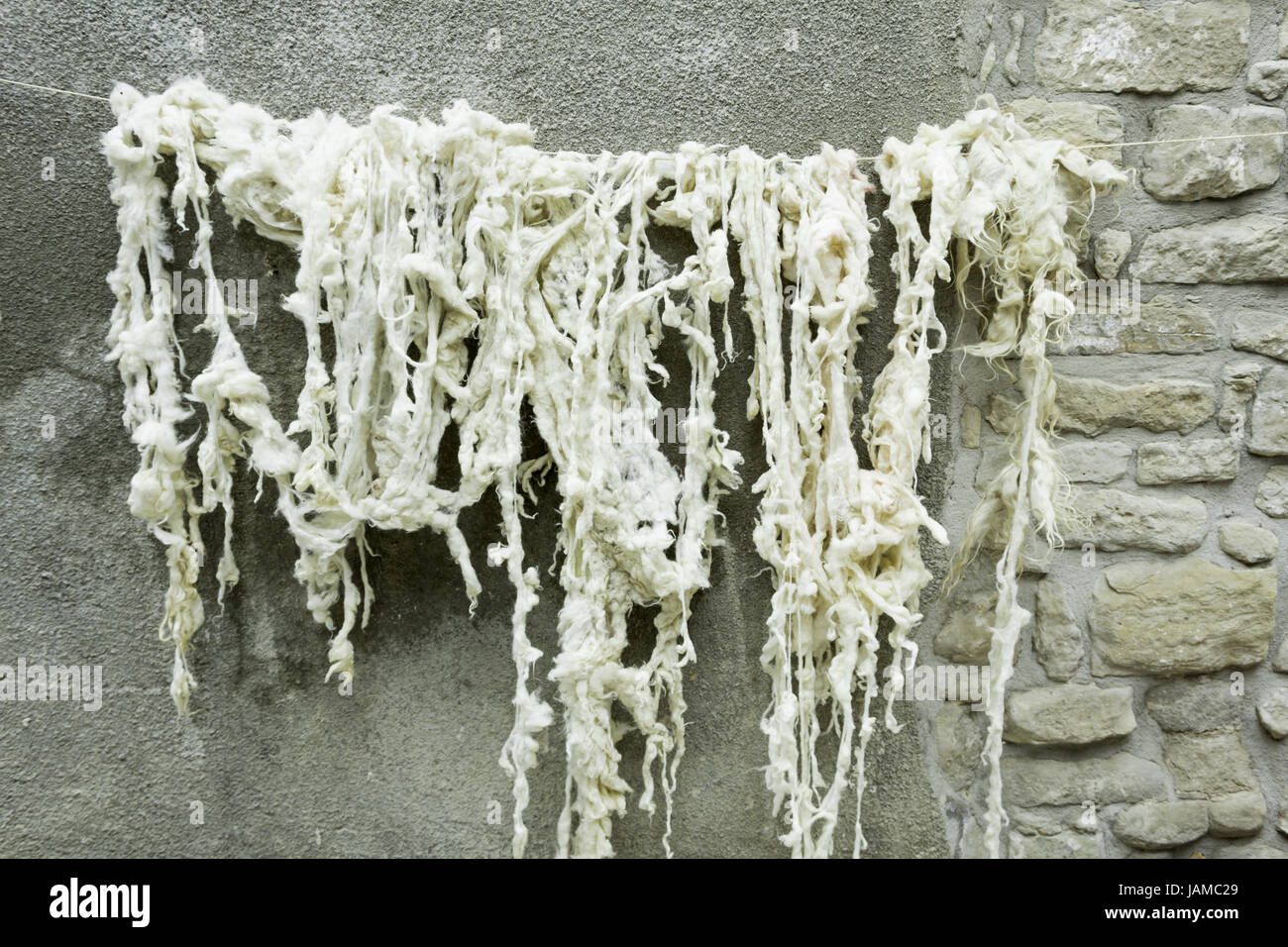 Virgin sheep wool hung on the wall of housing, agriculture and farm ...