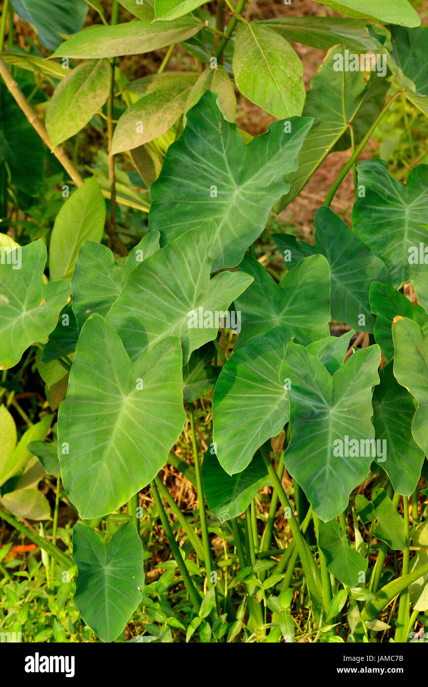 Taro plant hi-res stock photography and images - Alamy